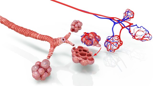 Alveoli - Cross-Section 3D Model in Medicines 3DExport
