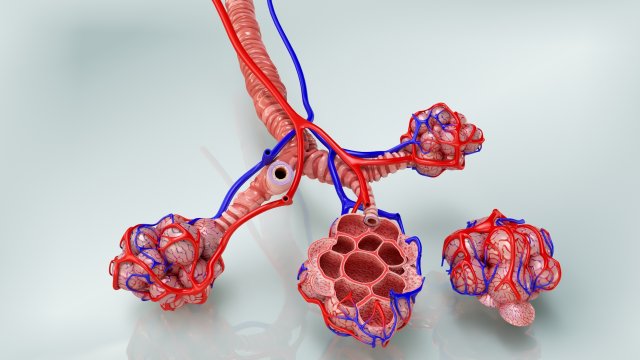 Alveoli - Cross-Section 3D Model in Medicines 3DExport