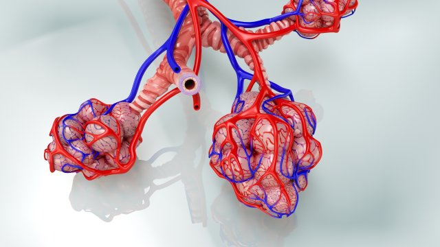 Alveoli - Cross-Section 3D Model in Medicines 3DExport