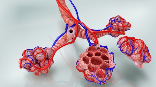 Alveoli - Cross-Section 3D Model in Medicines 3DExport