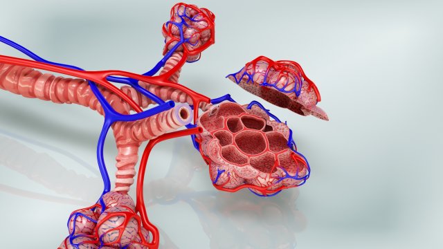 Alveoli - Cross-Section 3D Model in Medicines 3DExport