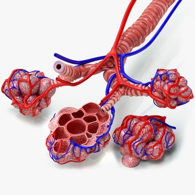 Alveoli - Cross-Section 3D Model in Medicines 3DExport