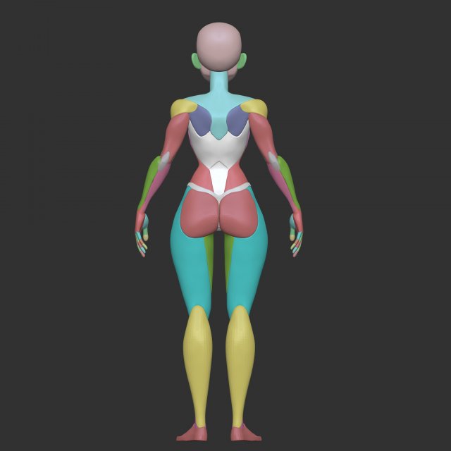 Female Blockout 3D Model in Anatomy 3DExport
