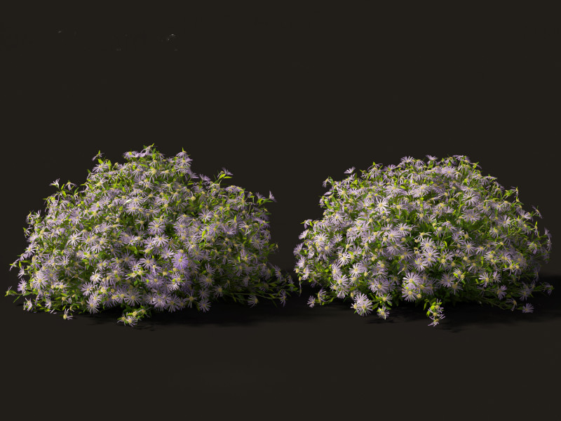 Aster - Bushy Asther 3D Model in Small Plants 3DExport