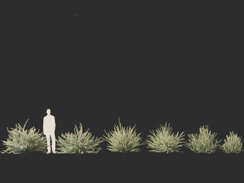 Philotheca Myoporoides Ruby Cascade - Wax Flower 3D Model in Bush 3DExport