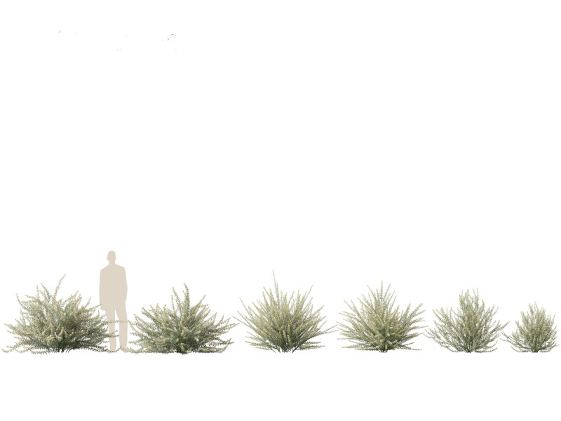 Philotheca Myoporoides Ruby Cascade - Wax Flower 3D Model in Bush 3DExport