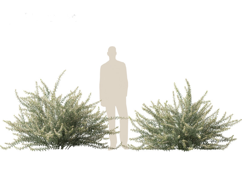 Philotheca Myoporoides Ruby Cascade - Wax Flower 3D Model in Bush 3DExport