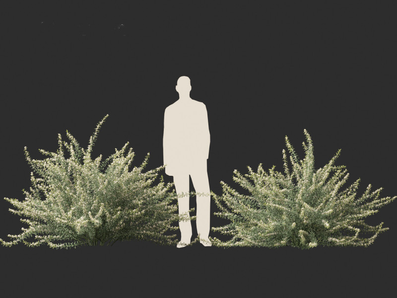 Philotheca Myoporoides Ruby Cascade - Wax Flower 3D Model in Bush 3DExport