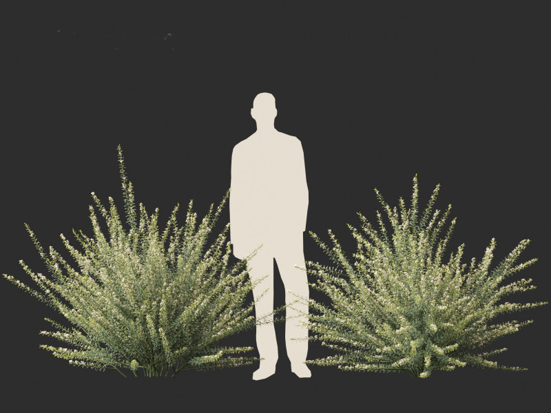 Philotheca Myoporoides Ruby Cascade - Wax Flower 3D Model in Bush 3DExport