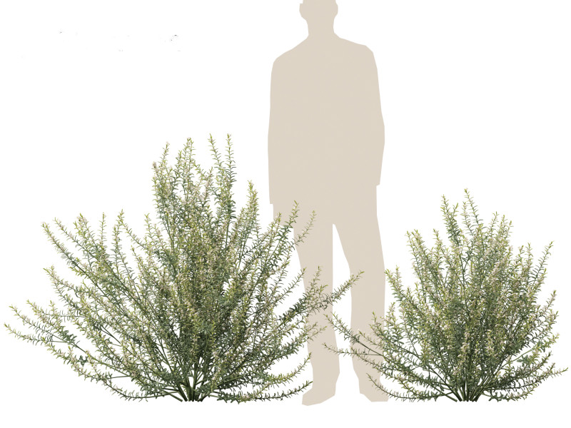 Philotheca Myoporoides Ruby Cascade - Wax Flower 3D Model in Bush 3DExport