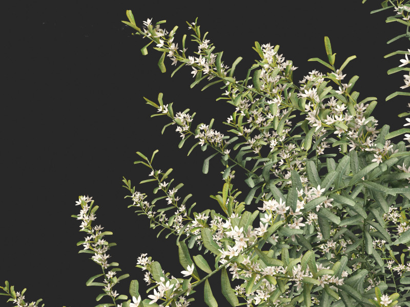 Philotheca Myoporoides Ruby Cascade - Wax Flower 3D Model in Bush 3DExport