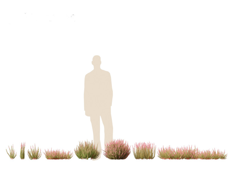 Calluna vulgaris -Scotch heather 3D Model in Flowers 3DExport