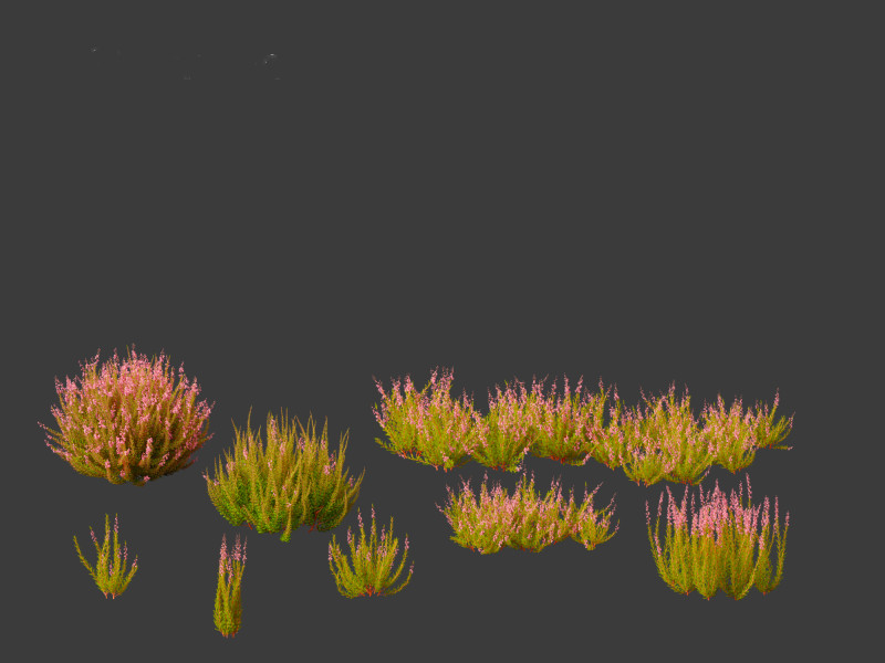 Calluna vulgaris -Scotch heather 3D Model in Flowers 3DExport