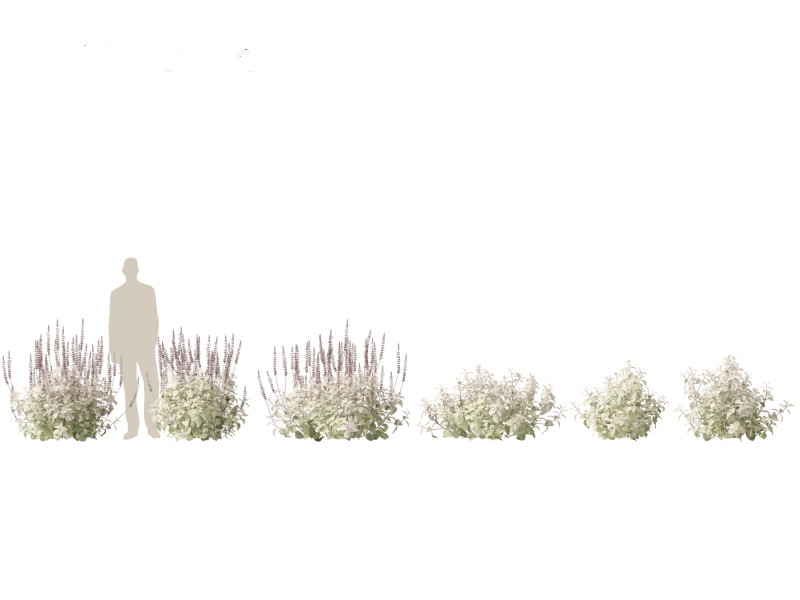 Plectranthus argentatus - Silver spurflower 3D Model in Small Plants ...