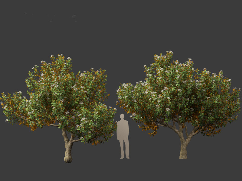 Magnolia grandiflora Teddy Bear 03 3D Model in Tree 3DExport