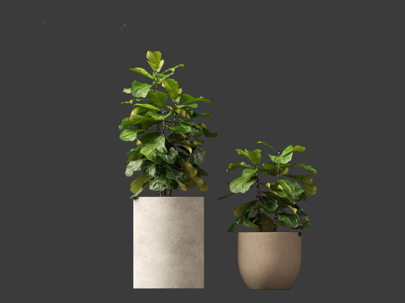 Ficus pandurata - banjo fig 3D Model in Small Plants 3DExport
