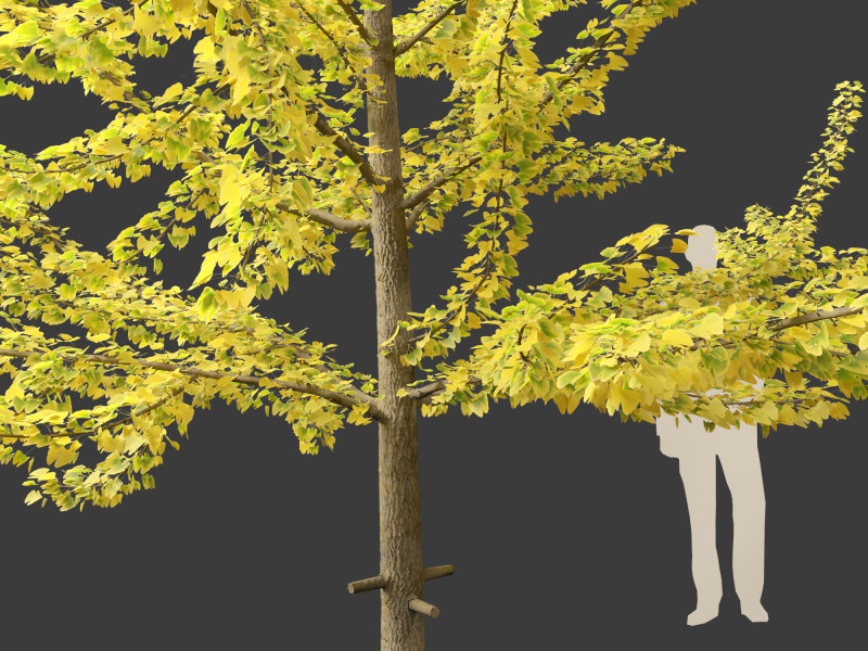 Ginkgo Biloba - Maidenhair Tree 11 3D Model in Tree 3DExport