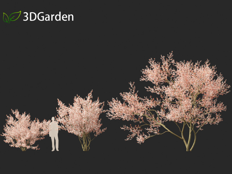 Amelanchier lamarckii - juneberry 02 3D Model in Tree 3DExport
