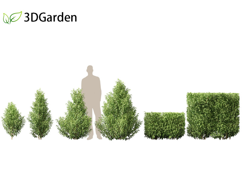 Oleria paniculata - Akiraho 3D Model in Tree 3DExport