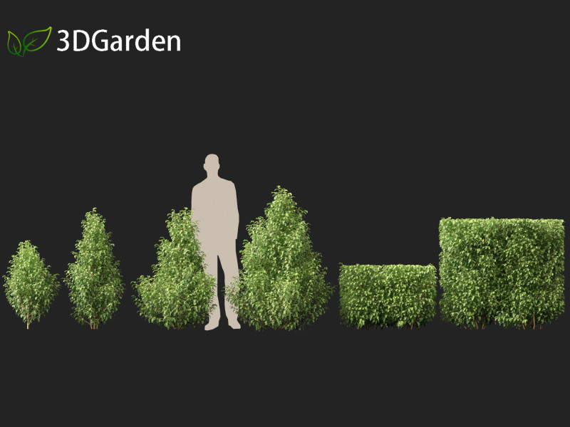 Oleria paniculata - Akiraho 3D Model in Tree 3DExport