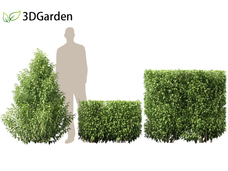 Oleria paniculata - Akiraho 3D Model in Tree 3DExport