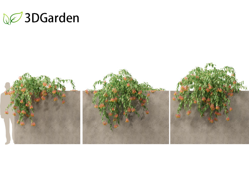 Bomarea multiflora - Trailing lily 3D Model in Small Plants 3DExport