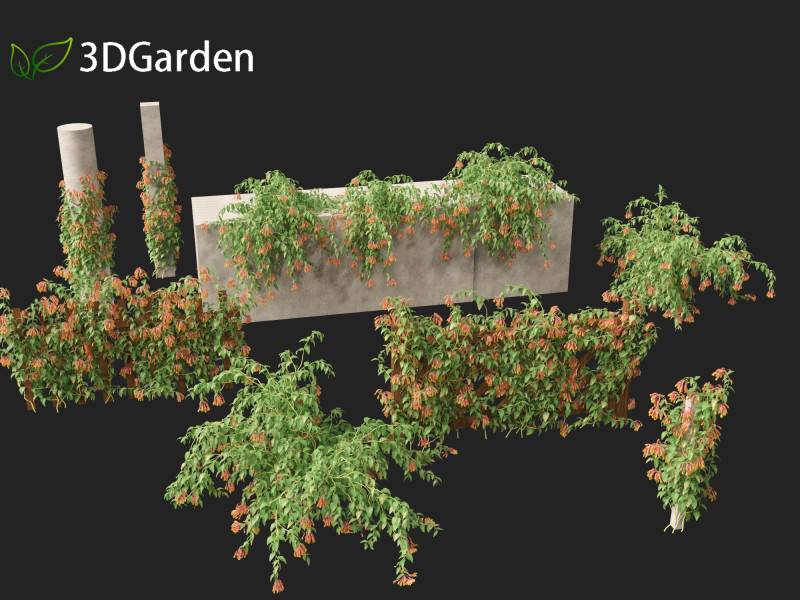 Bomarea multiflora - Trailing lily 3D Model in Small Plants 3DExport