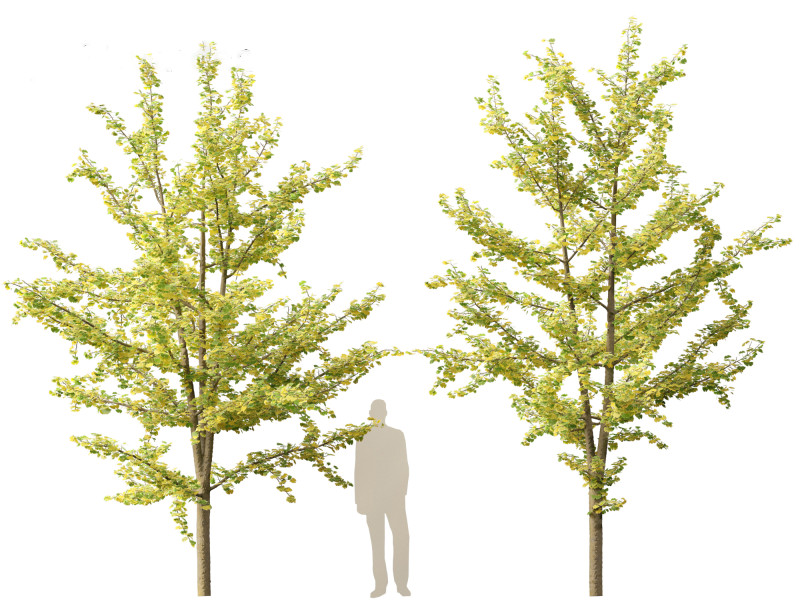 Ginkgo Biloba - Maidenhair Tree 15 3D Model in Tree 3DExport