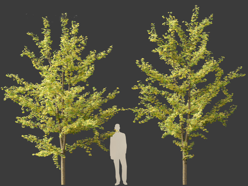 Ginkgo Biloba - Maidenhair Tree 15 3D Model in Tree 3DExport