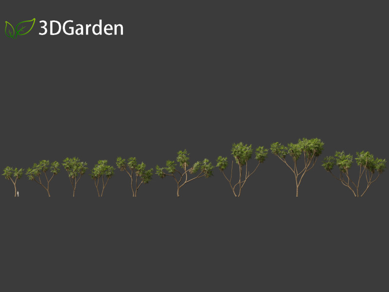 Hyphaene thebaica - Doum palm 3D Model in Tree 3DExport