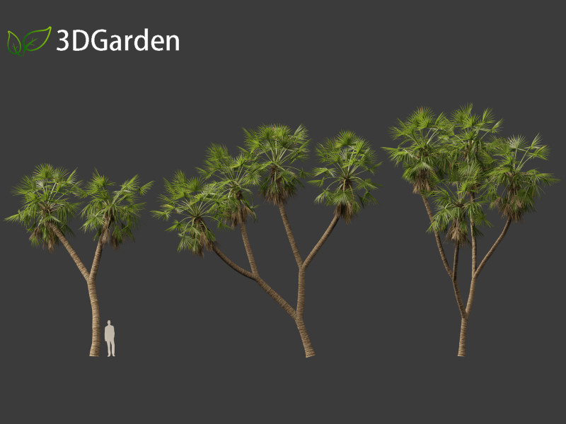Hyphaene thebaica - Doum palm 3D Model in Tree 3DExport