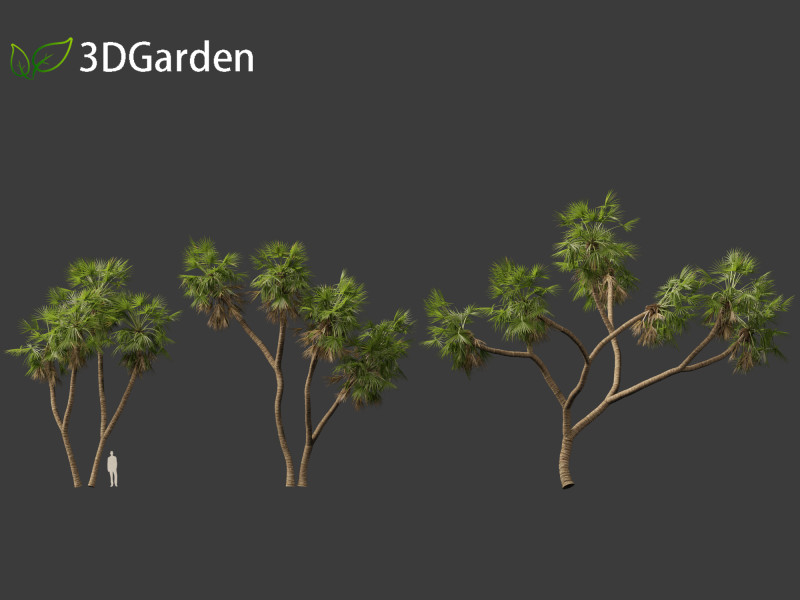Hyphaene thebaica - Doum palm 3D Model in Tree 3DExport