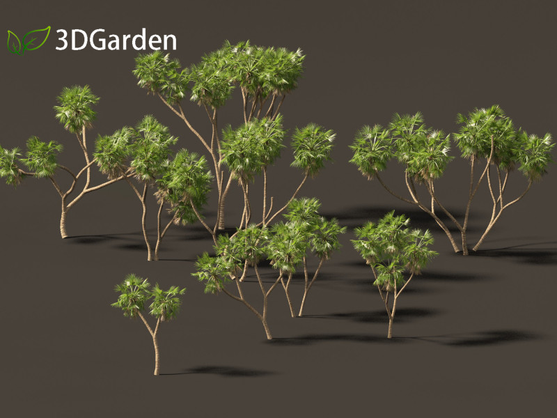 Hyphaene thebaica - Doum palm 3D Model in Tree 3DExport