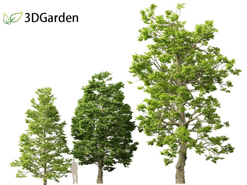 Tilia cordata - littleleaf linden 3D Model in Tree 3DExport