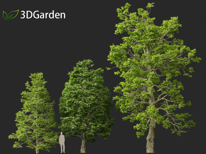 Tilia cordata - littleleaf linden 3D Model in Tree 3DExport