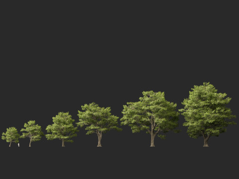 HighpolyLow Poly Castanea Sativa Sweet Chestnut 3D Model in Flowers ...