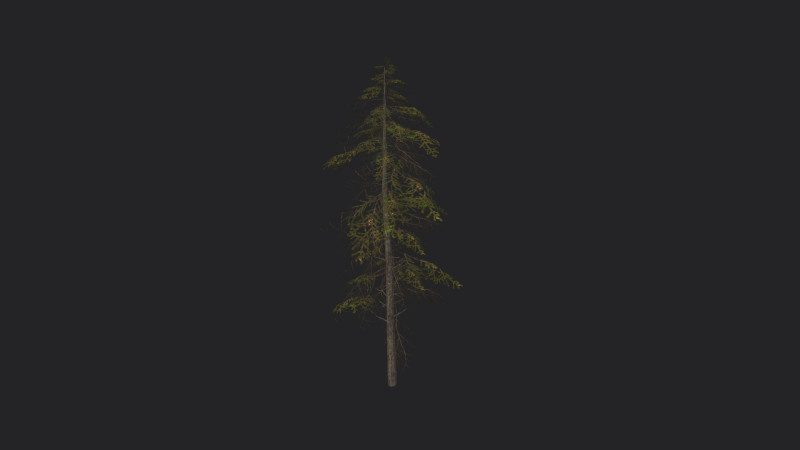 Tree 019 3D Model in Tree 3DExport