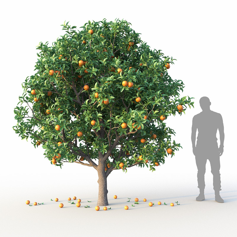 Orange Tree 3D Model in Tree 3DExport