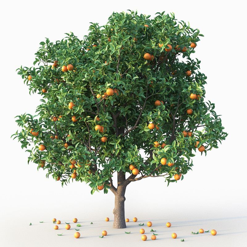 Orange Tree 3D Model in Tree 3DExport