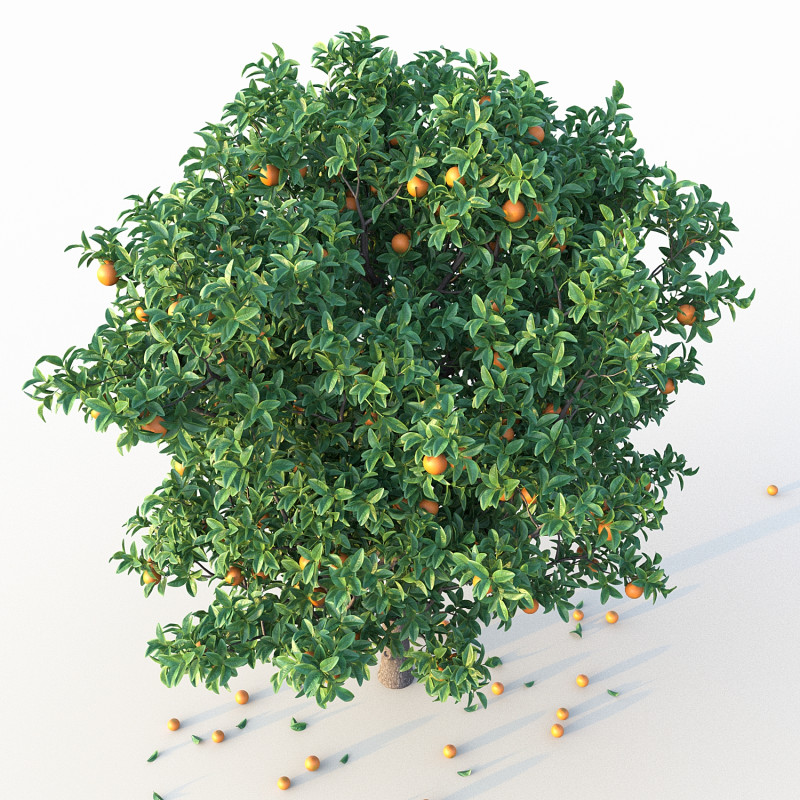 Orange Tree 3D Model in Tree 3DExport