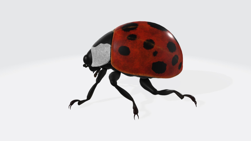 Ladybug Animal Ready to Print 3D Model in Insects 3DExport