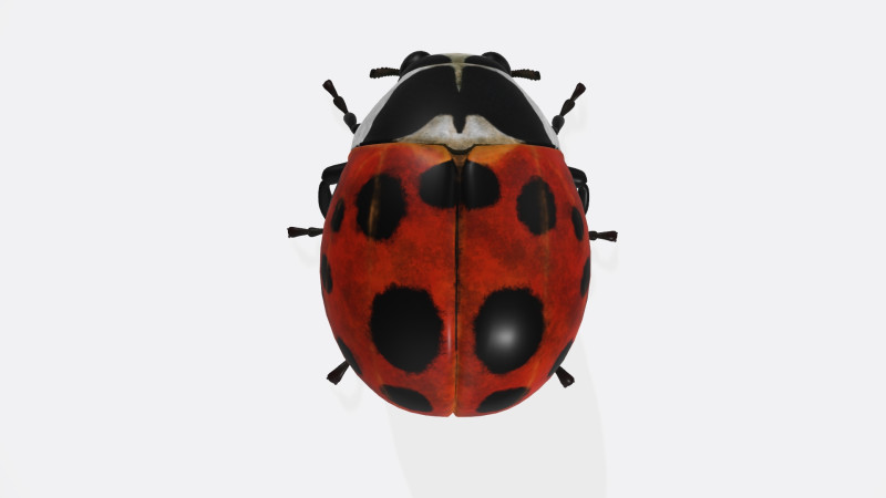 Ladybug Animal Ready to Print 3D Model in Insects 3DExport
