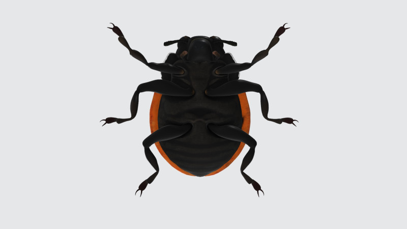 Ladybug Animal Ready to Print 3D Model in Insects 3DExport