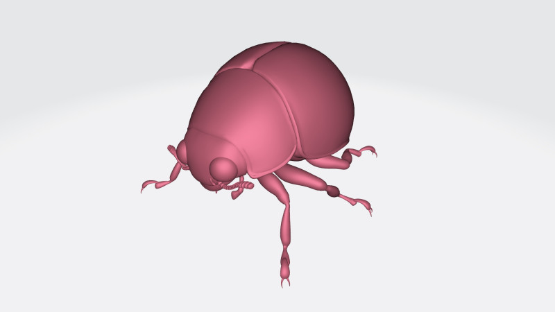 Ladybug Animal Ready to Print 3D Model in Insects 3DExport
