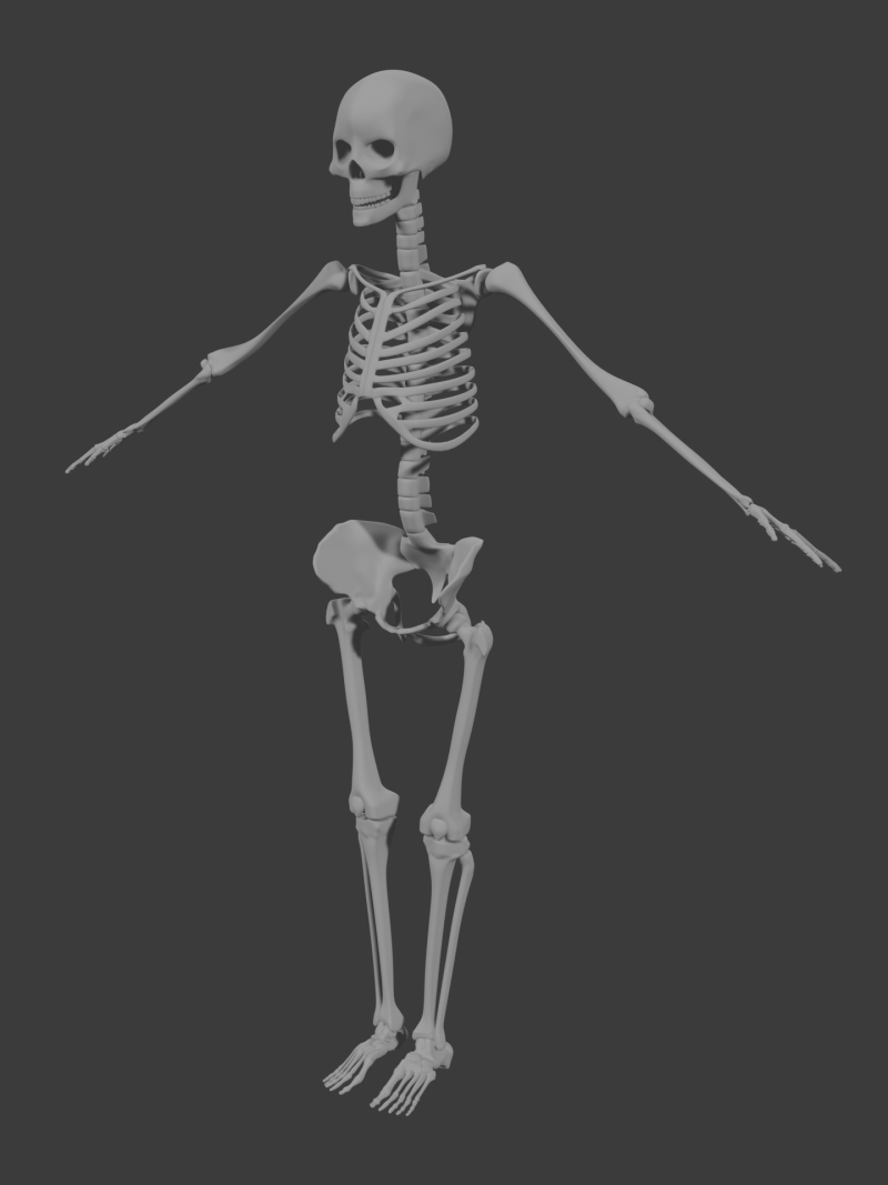 Human skeleton 3D Model in Anatomy 3DExport