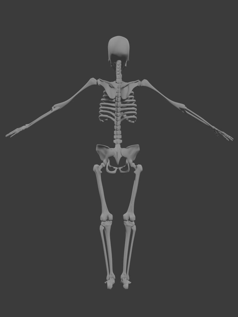 Human skeleton 3D Model in Anatomy 3DExport