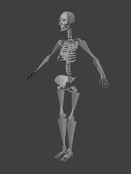 Human skeleton 3D Model in Anatomy 3DExport