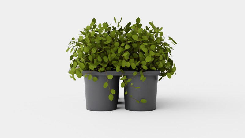 Muehlenbeckia complexa 6 pack 3D Model in Small Plants 3DExport