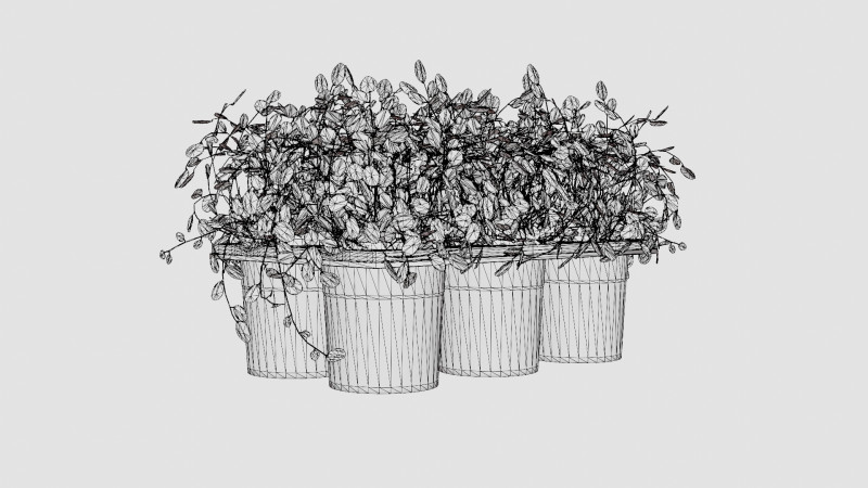 Muehlenbeckia complexa 6 pack 3D Model in Small Plants 3DExport