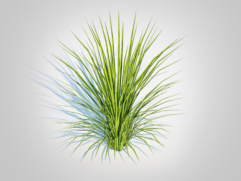 Acorus gramineus variegatus - Sweet Flag 3D Model in Grass and Ground ...